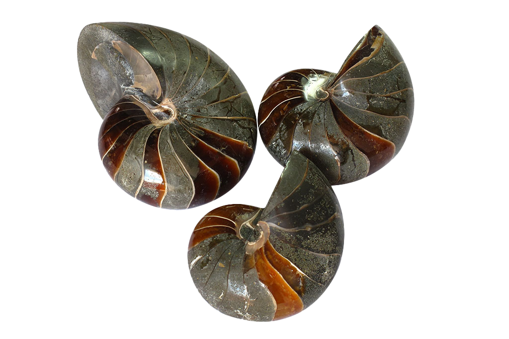 Whole Polished Nautilus Ammonite Fossils - 7-11 cm – Gem Decor®
